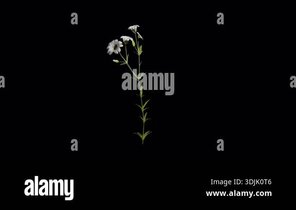 cerastium arvense flower tree swaying in autumn and winter wind ...