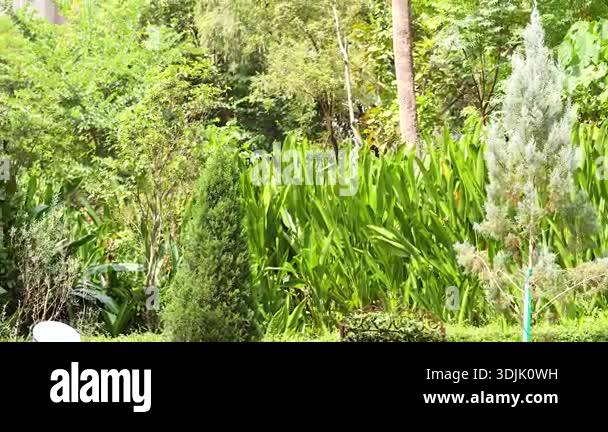 Lush greenery amidst towering city buildings Stock Video Footage - Alamy