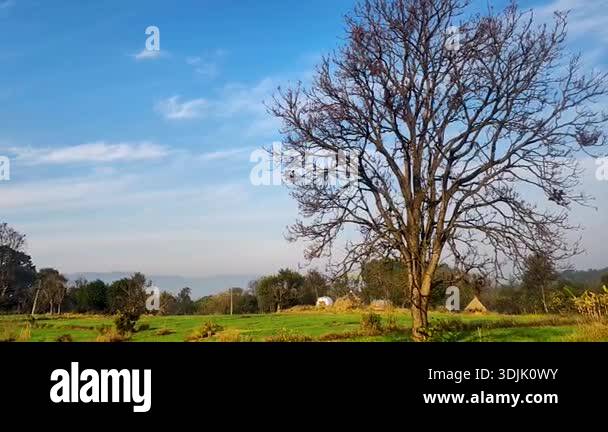 Lone Tree in Green Field Under Clear Blue Sky Peaceful Rural Landscape ...