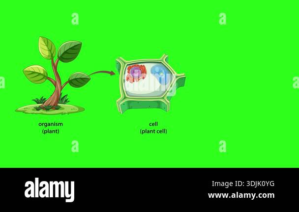 Animated sequence visually explains plant structure, zooming from whole ...