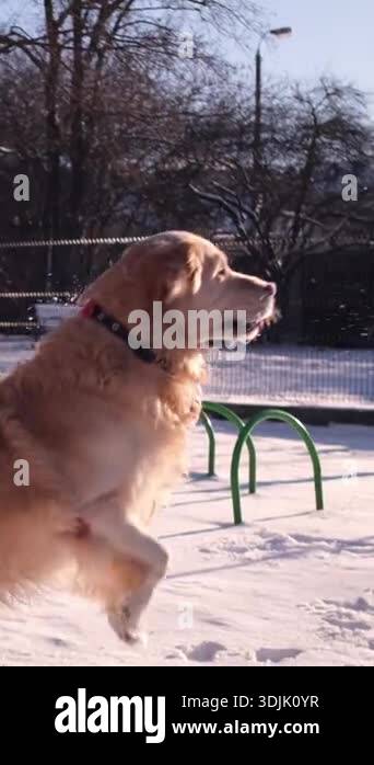 Golden Retriever Dog Jumping For Snow Thrown By Owner Golden Retriever ...
