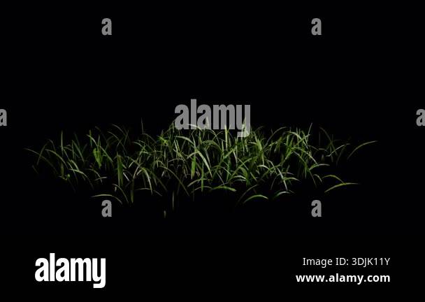 grass gently blowing in the wind animation with alpha channel and ...