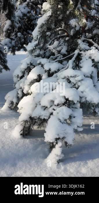 Frozen birch tree bent by heavy ice in a winter park under a blue sky ...