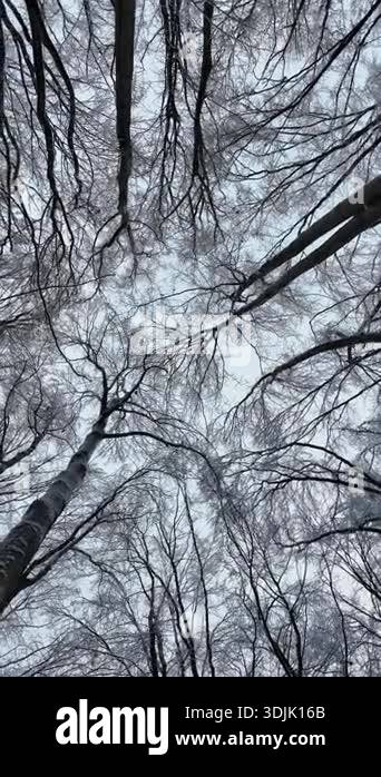 Low Angle View Of Snowy Tree Canopy In Winter Forest Stock Video ...