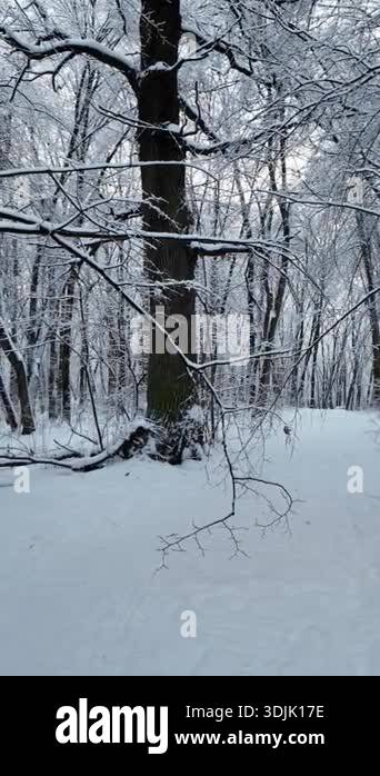 Tilt up camera movement showing snow covered trees in a winter forest ...