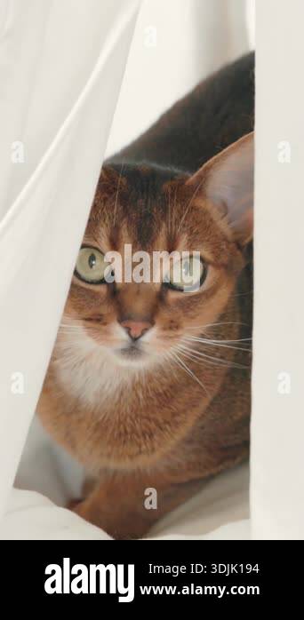 Abyssinian red cat hiding in white pet house. Playful beautiful young ...