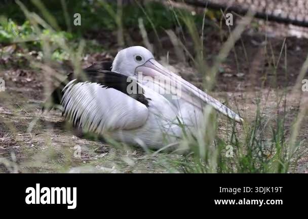 Pelican resting on the ground, surrounded by grass Stock Video Footage ...