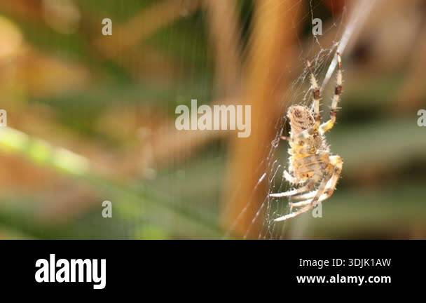 Spider weaving web in natural environment Stock Video Footage - Alamy