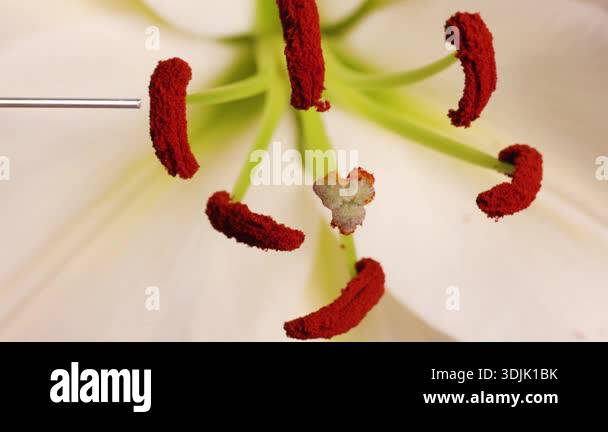 Close-up video showing detailed examination of lily flower's stamen and ...