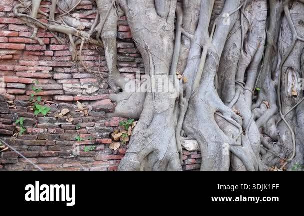 Ancient Buddha head encased in tree roots over time Stock Video Footage ...