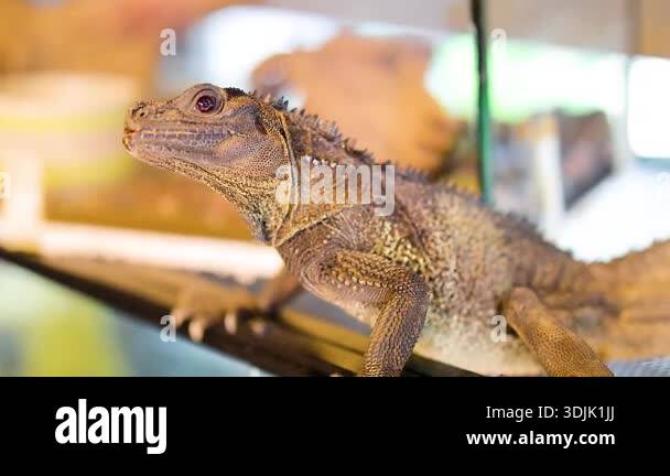 A Philippine sailfin lizard rests in a brightly lit terrarium ...