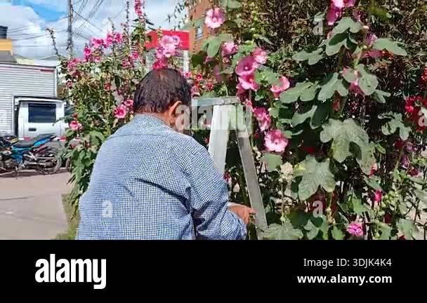 A Latino grandfather gardener is placing a metal ladder in front of a ...