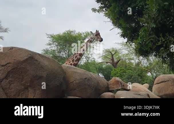 Valencia, Spain - September 5, 2018. Bioparc, a giraffe stands in the ...