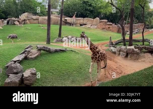 Valencia, Spain - September 5, 2018. Bioparc, a giraffe stands in the ...
