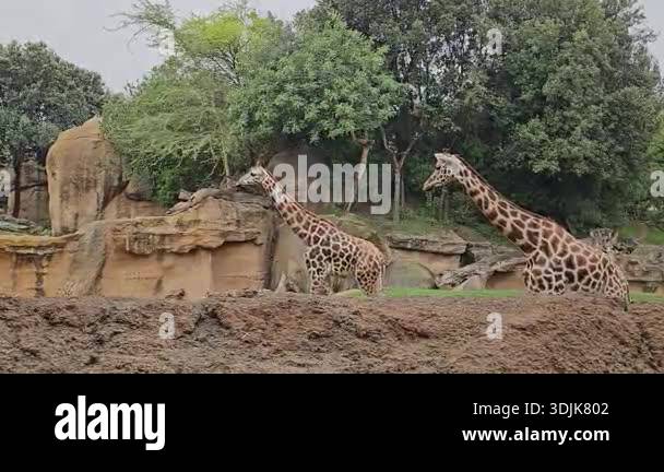Valencia, Spain - September 5, 2018. Bioparc, a giraffe stands in the ...