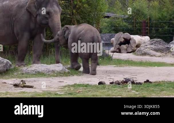 Little Asian or Asiatic elephant, Elephas maximus is the only living ...
