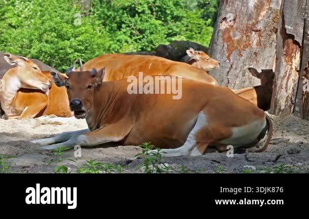 Banteng, Bos javanicus or Red Bull. It is a type of wild cattle But ...