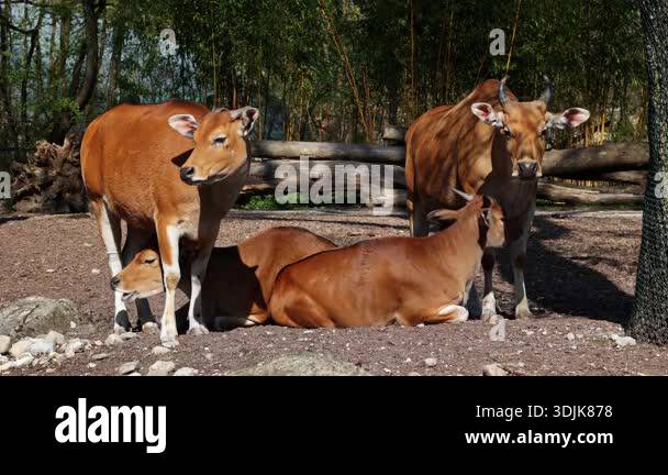 Banteng, Bos javanicus or Red Bull. It is a type of wild cattle But ...