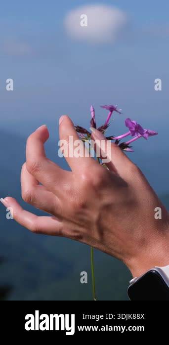 Female hand opening and letting go of a small purple wildflower against ...