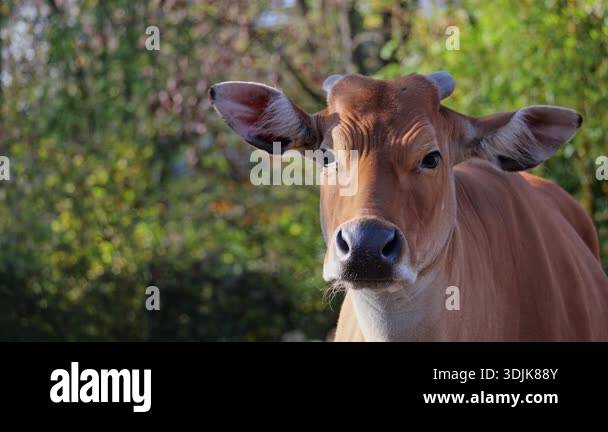 Banteng, Bos javanicus or Red Bull. It is a type of wild cattle But ...