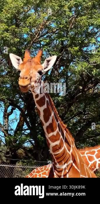 Adorable long-necked spotted giraffe chewing food. Beautiful animal ...