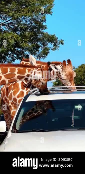 Pair of beautiful giraffes stand over the cars and lick it. Fantastic ...