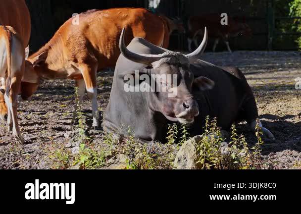 Banteng, Bos javanicus or Red Bull. It is a type of wild cattle But ...
