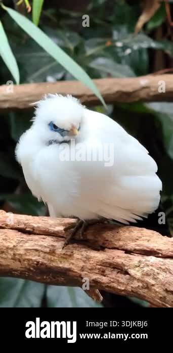 White tropical bird side view. Side view of white tropical bird perched ...