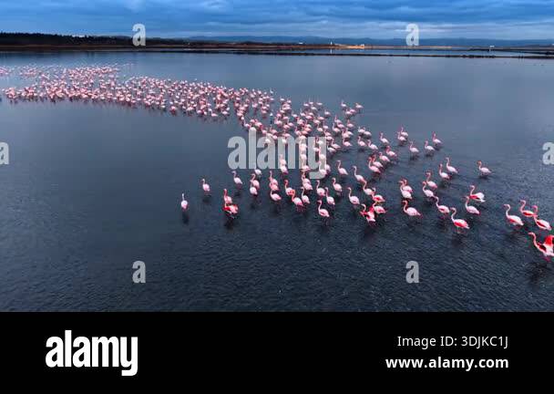 Beautiful pink flamingos walk and run by the dark waterscape. Large ...