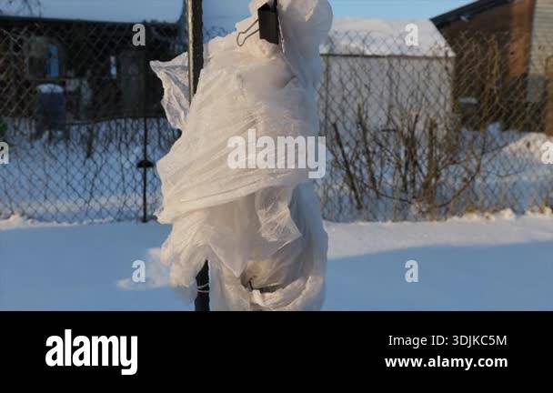 Fruit Tree Wrapped Against Extreme Cold Using Protective Plastic ...