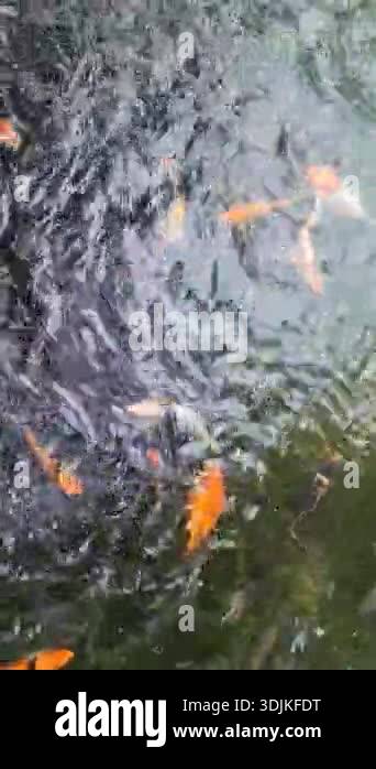 Beautiful koi fish swimming peacefully in clear pond Stock Video ...
