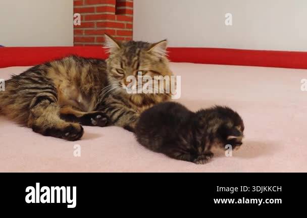 One mother cat, covering herself, licks a newborn kitten while lying on ...