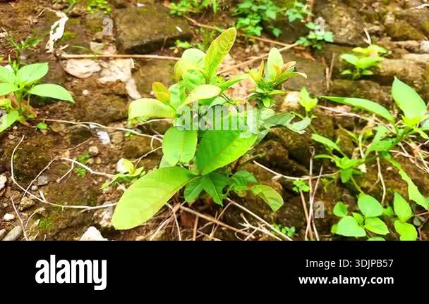 Small bright green seedling pushes through damp earth and rocks ...