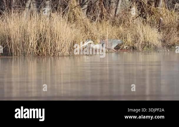 Shallow water stalker Stock Videos & Footage - HD and 4K Video Clips ...
