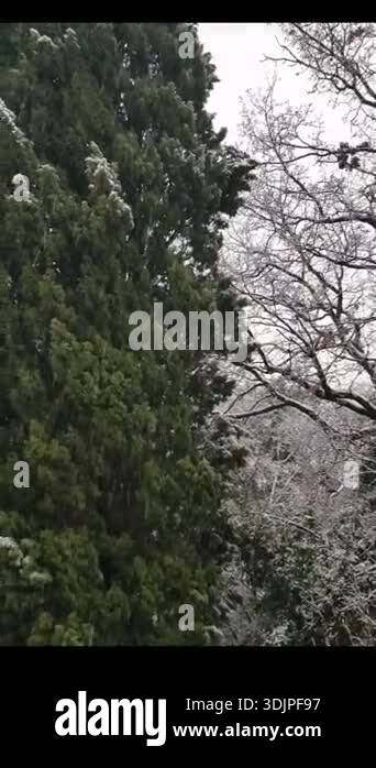 White snow falls on the ground and tree branches Stock Video Footage ...