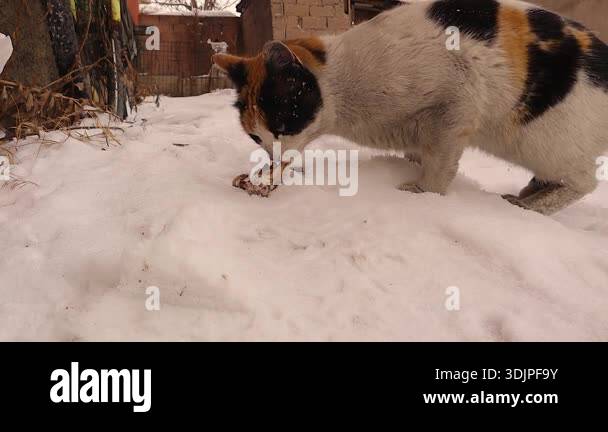 Starving stray cat finds leftover chicken on snowy ground and eats ...