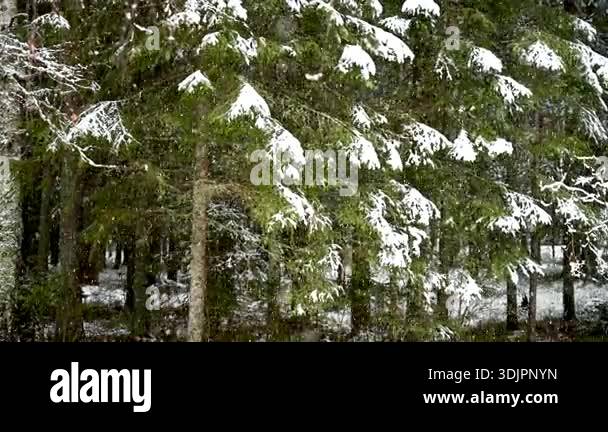 Christmas snowfall in 4K video in nature background with branched trees ...