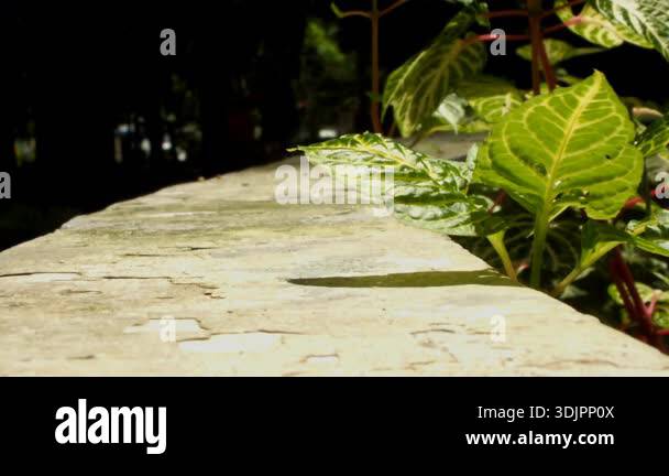 Green ornamental plant positioned on the right side of the frame, with ...