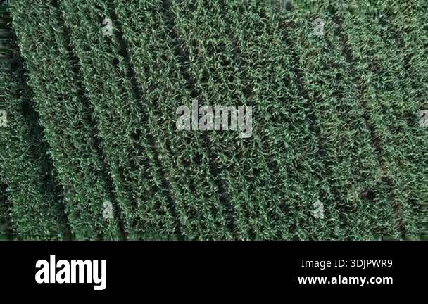 A rotary sprinkler irrigates a lush green cornfield, showcasing modern ...