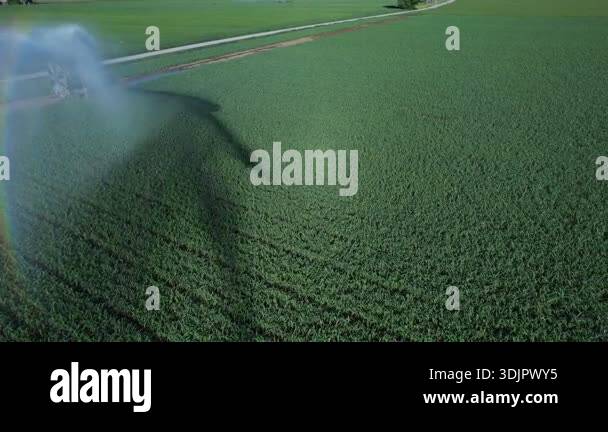 A rotary sprinkler waters a vast agricultural field, producing a ...