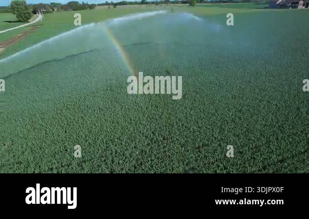 Aerial view of a vast green field being watered by a rotary sprinkler ...