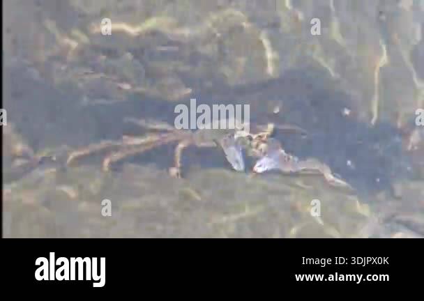 This close-up shows a marine crustacean with detailed pincers and legs ...