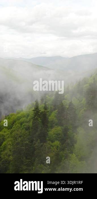 Drone aerial view of a dense forest in spring, covered with morning fog ...