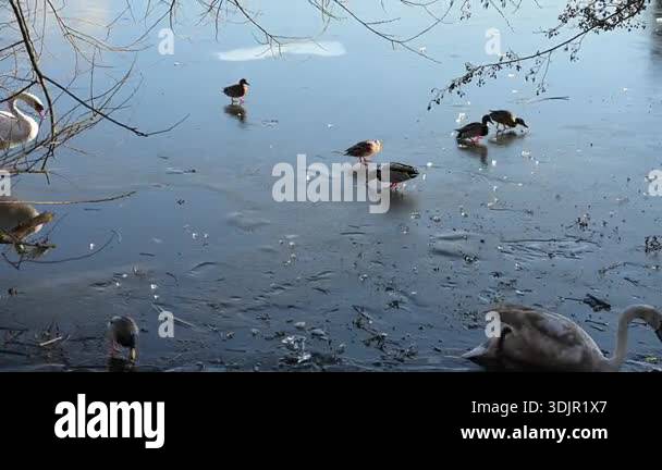 Birds foraging on a frozen lake under bright sunlight. Concept of ...