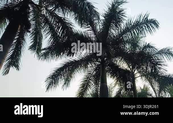 Tropical palm trees against clear sky background Stock Video Footage ...