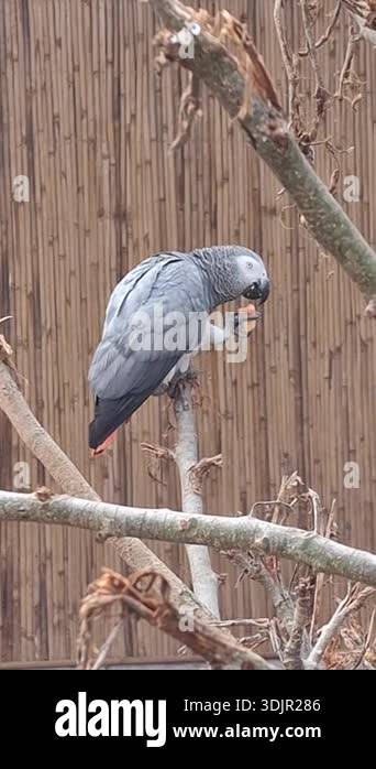 African grey parrot eating on tree branch in natural habitat Stock ...