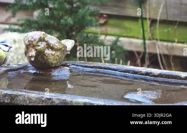 Small brown sparrow drinks water from a bird bath on a cold day before ...