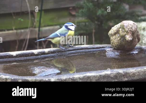 Small brown sparrow drinks water from a bird bath on a cold day before ...