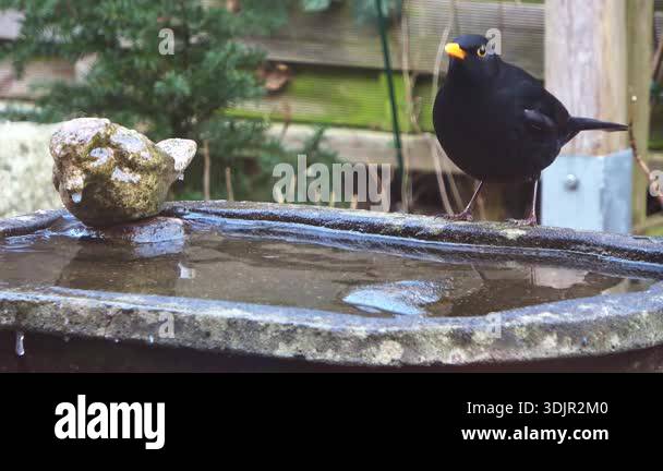 Small brown sparrow drinks water from a bird bath on a cold day before ...