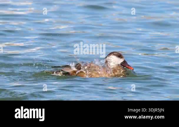 Wildlife - birds. The red-crested pochard is a diving duck. They live ...